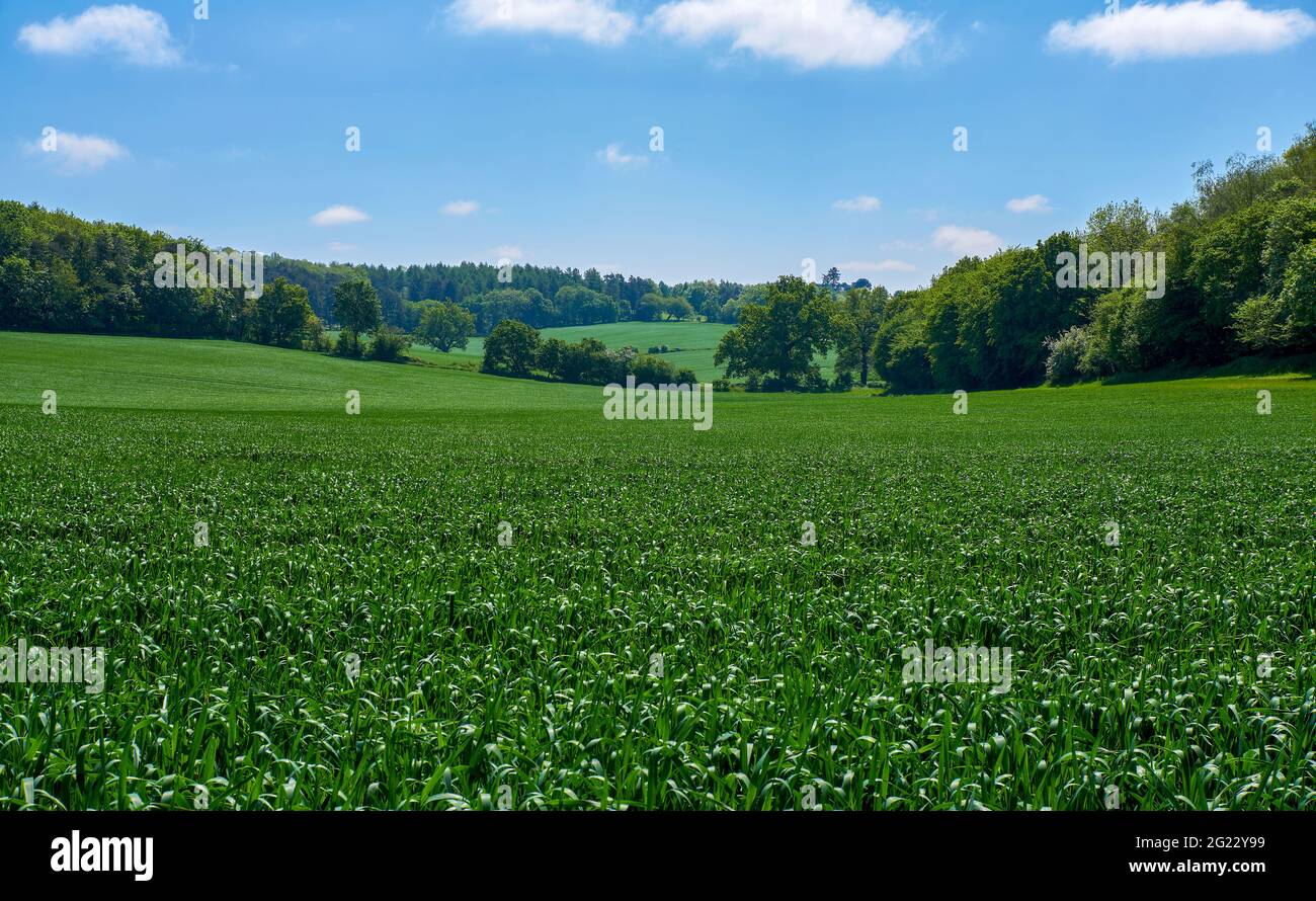 Rolling fields from the Ayot Greenway (a disused railway line, now part ...