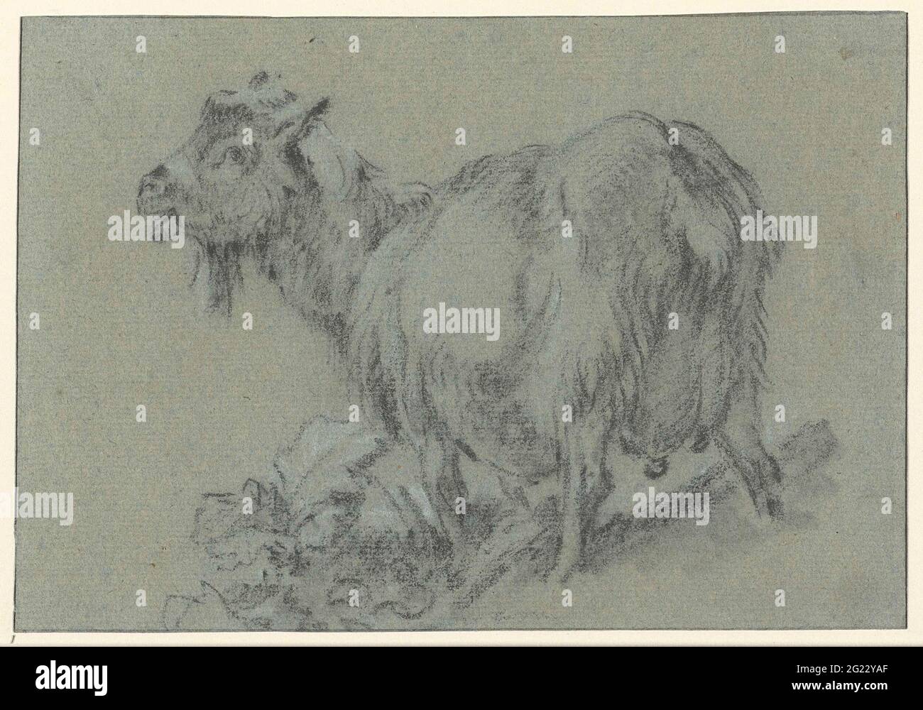 Standing goat, to the left Stock Photo - Alamy