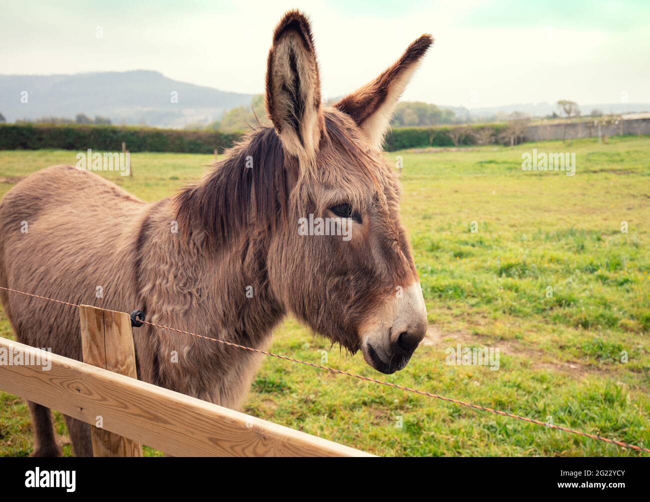 Brown donkey on farm hi-res stock photography and images - Alamy