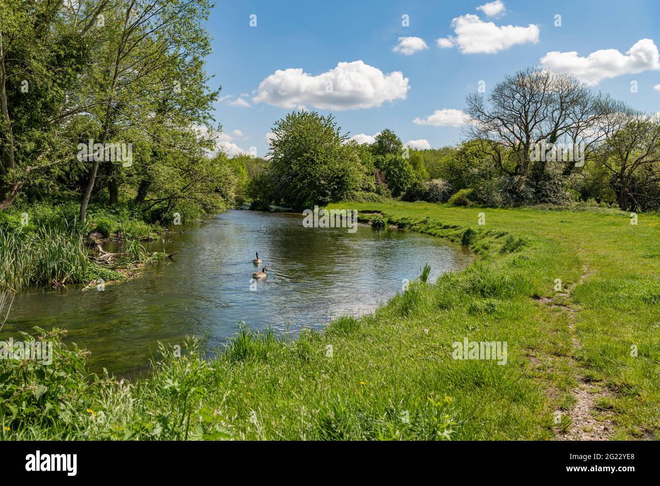 River Gade on Croxley Moor, Rickmansworth, England Stock Photo - Alamy