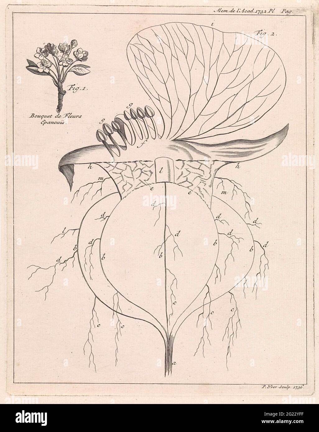 Flower cross section diagram hi-res stock photography and images - Alamy