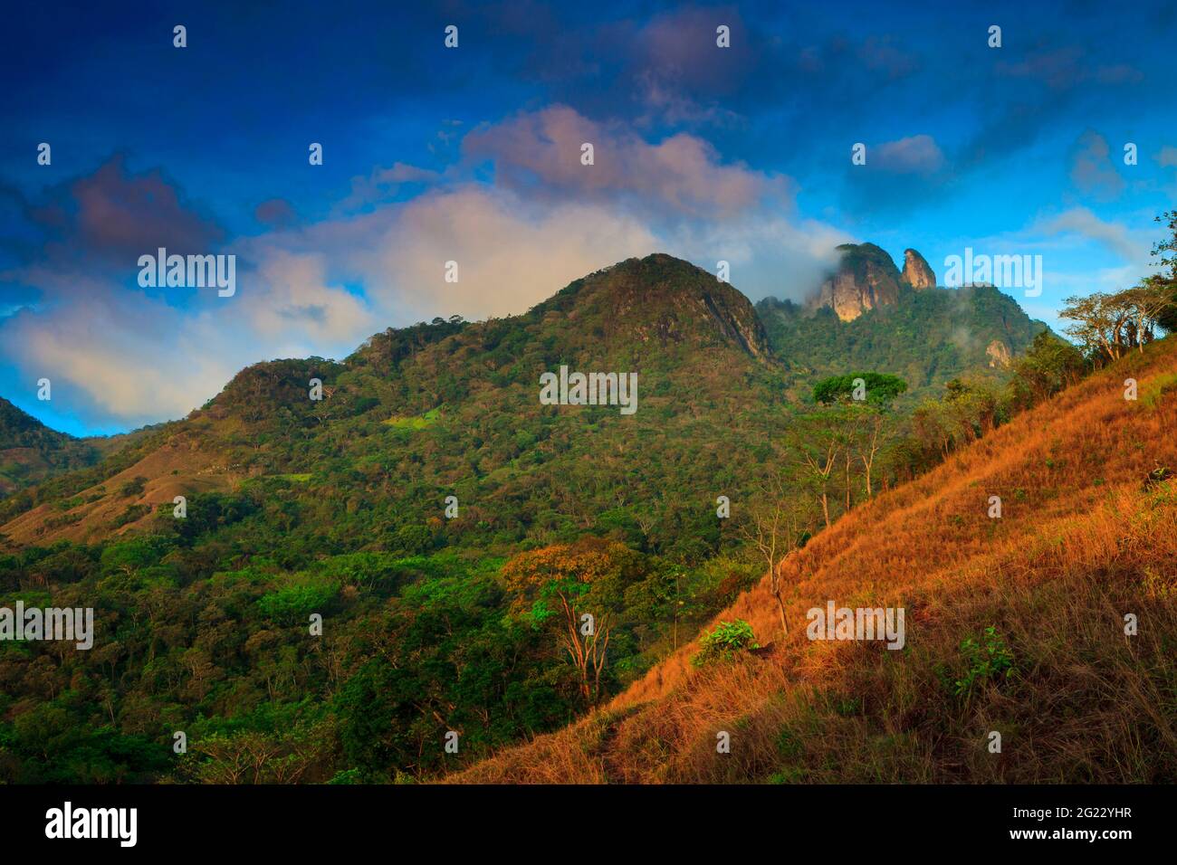 Panama landscape in early morning sunlight in Altos de Campana National ...