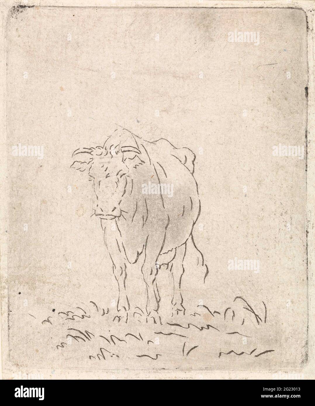 Cow, from the front. Before the landscape Stock Photo - Alamy