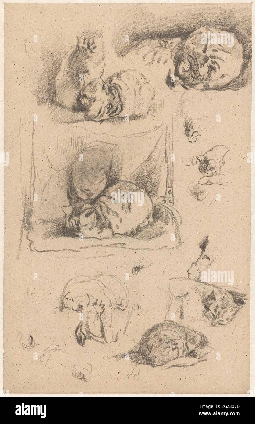 Studies of cats Stock Photo - Alamy