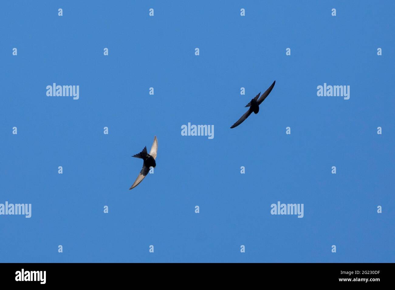 Apus apus bird uk hi-res stock photography and images - Alamy