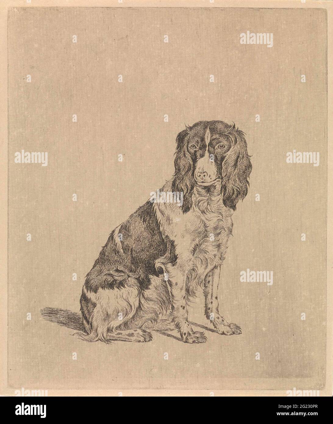 Sitting pansy dog. Sitting patriens, right. Before the landscape Stock ...