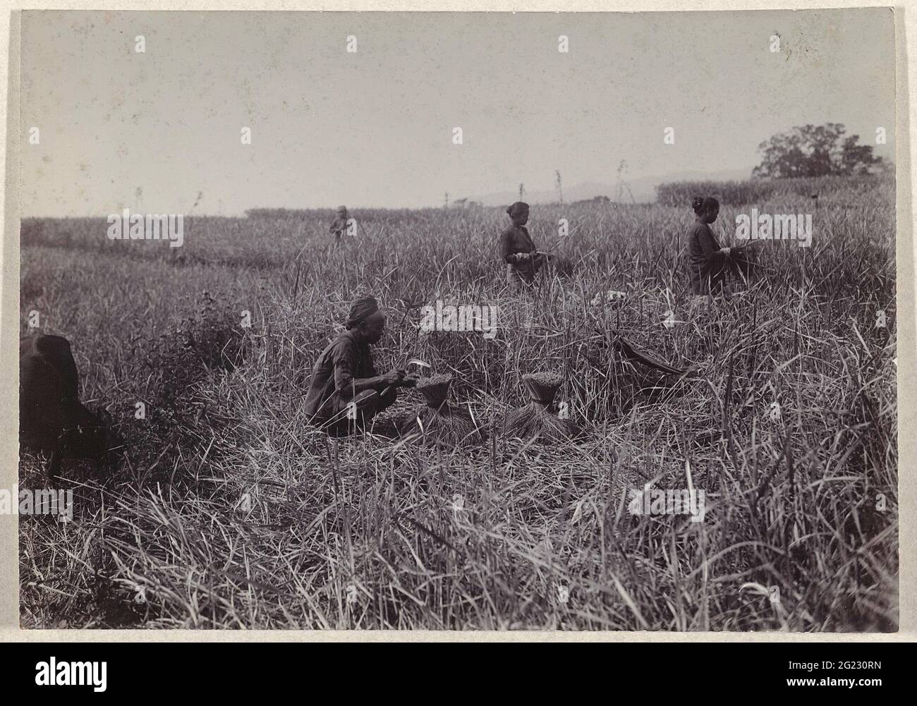 Cutting and harvesting of Paddi in a large field Stock Photo - Alamy