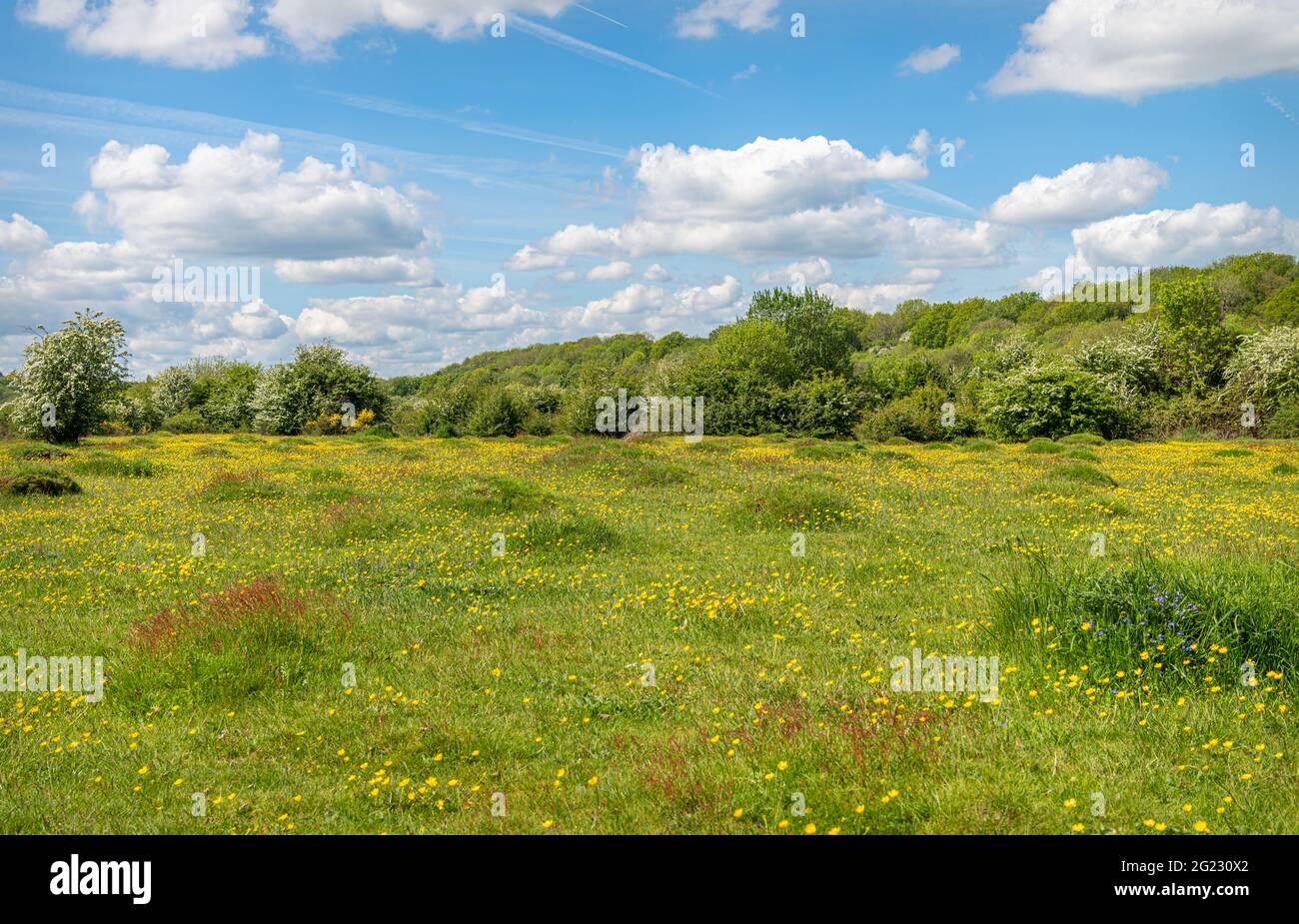 Croxley Common Moor in spring, Rickmansworth, England Stock Photo - Alamy