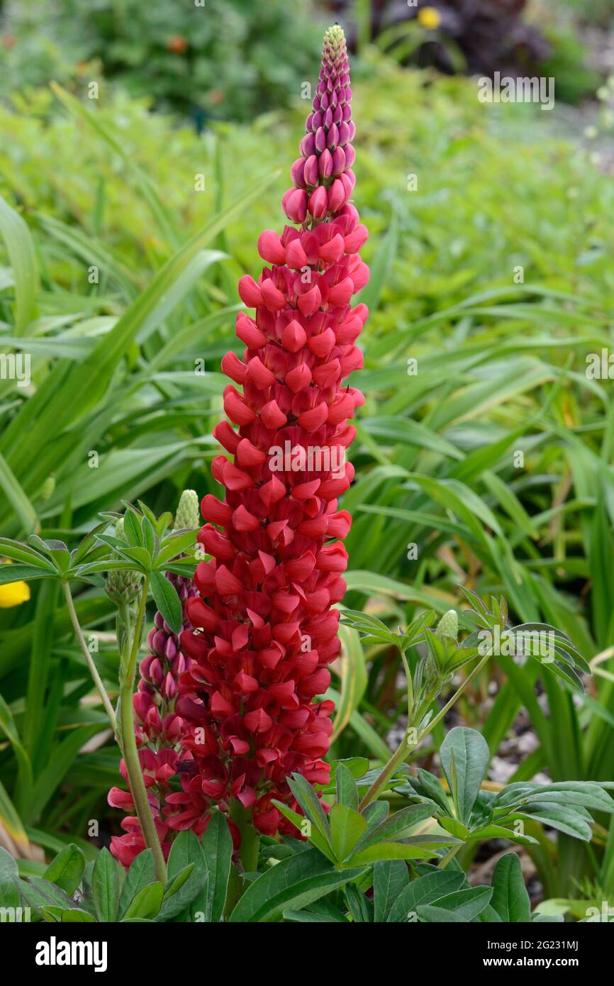 Lupin Beefeater Lupinus Beefeater spikes of densely packed bright red ...
