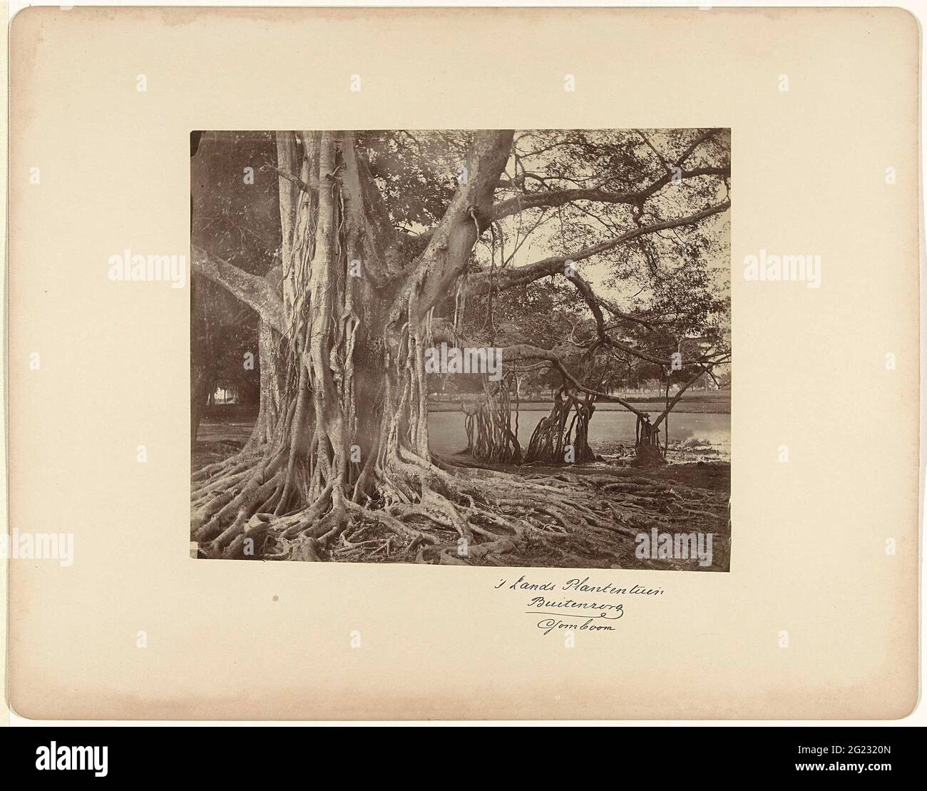 Gom tree in the Buitenzuin van Buitenzorg Stock Photo - Alamy