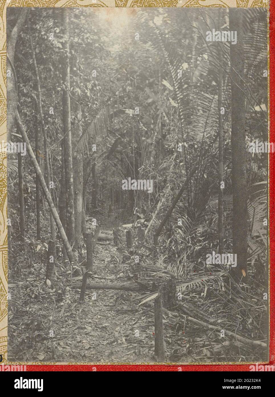 Passage through the forest. Path made by the jungle by felling trees ...