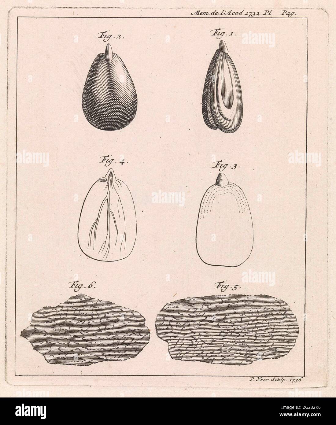 Plant seed. Several figures and cross-sections of a germinating plant ...
