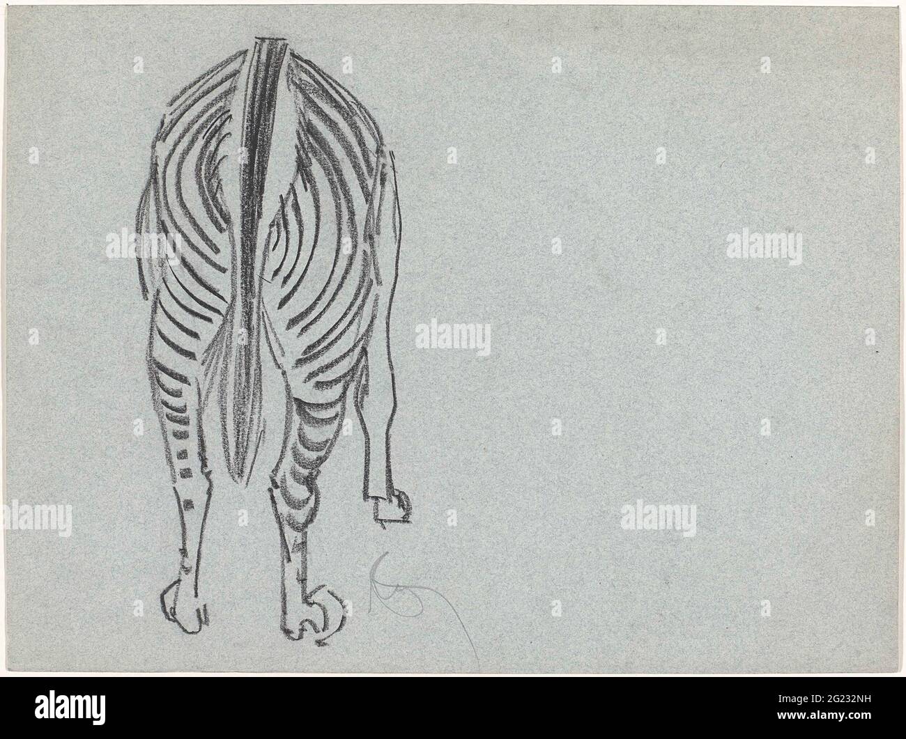 Zebra from behind hi-res stock photography and images - Alamy