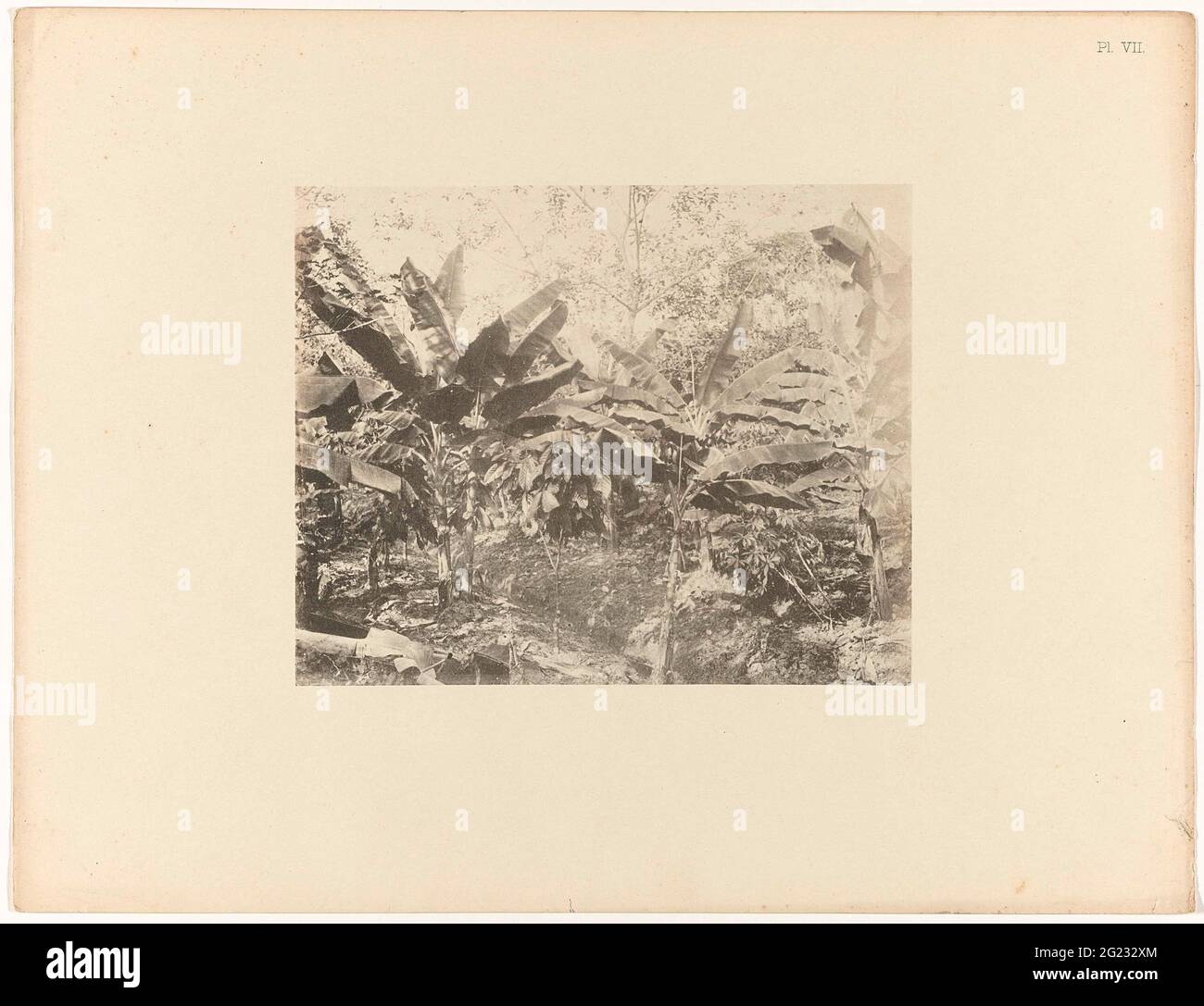 Cocoa trees, Suriname; Colony Suriname images concerning cultural crops ...