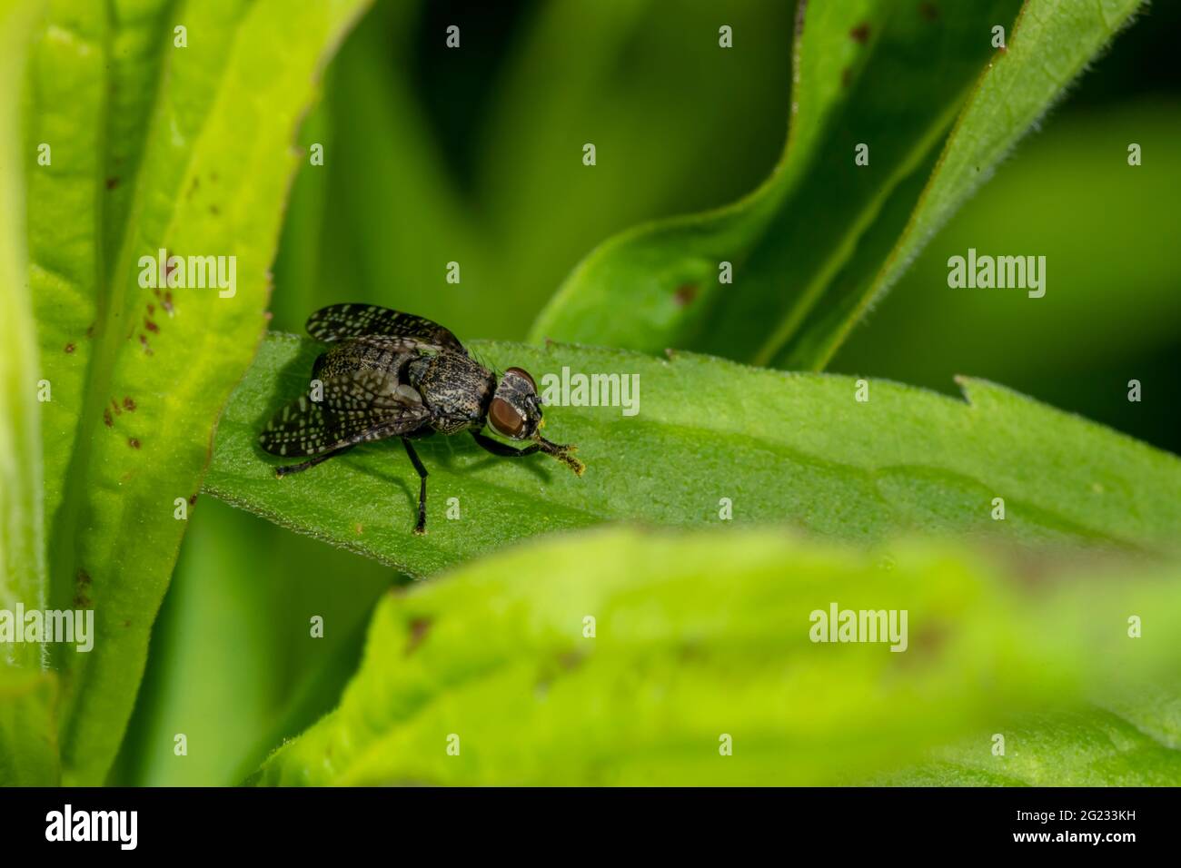 Detail of a blowfly sitting on a leaf against a dark green background ...
