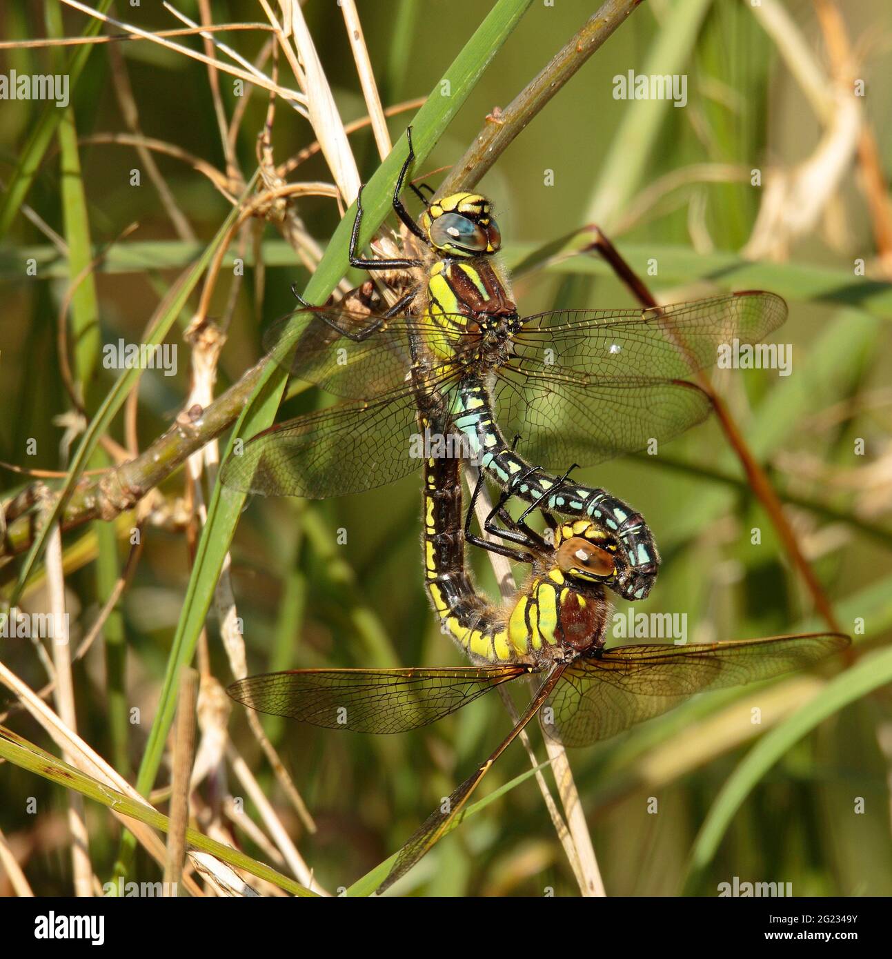 Hairy Dragonflies mating Stock Photo - Alamy