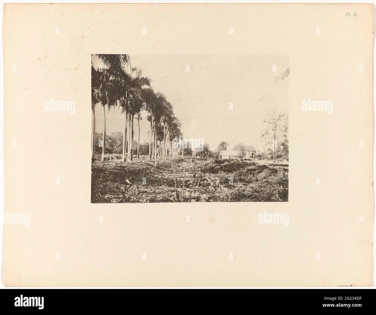 Suriname images concerning cultural crops hi-res stock photography and ...