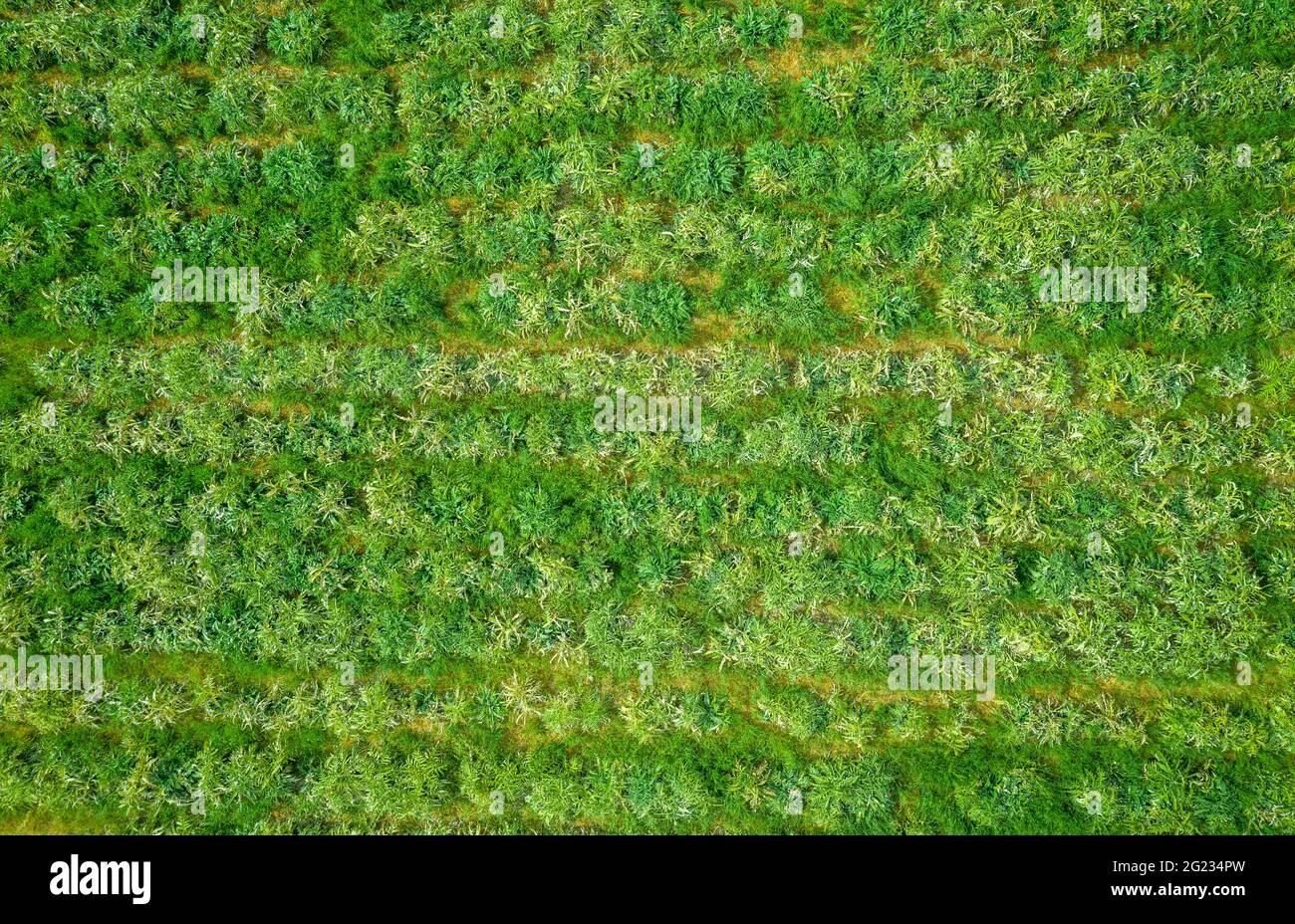 Top view directly above hi-res stock photography and images - Alamy