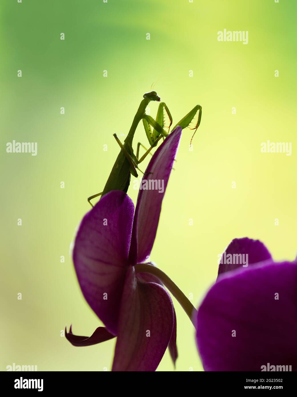 Praying mantis crawling hi-res stock photography and images - Alamy