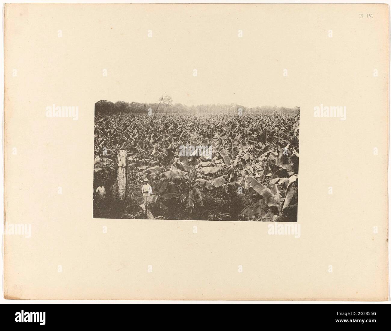 Banana field, suriname; Colony Suriname images concerning cultural ...