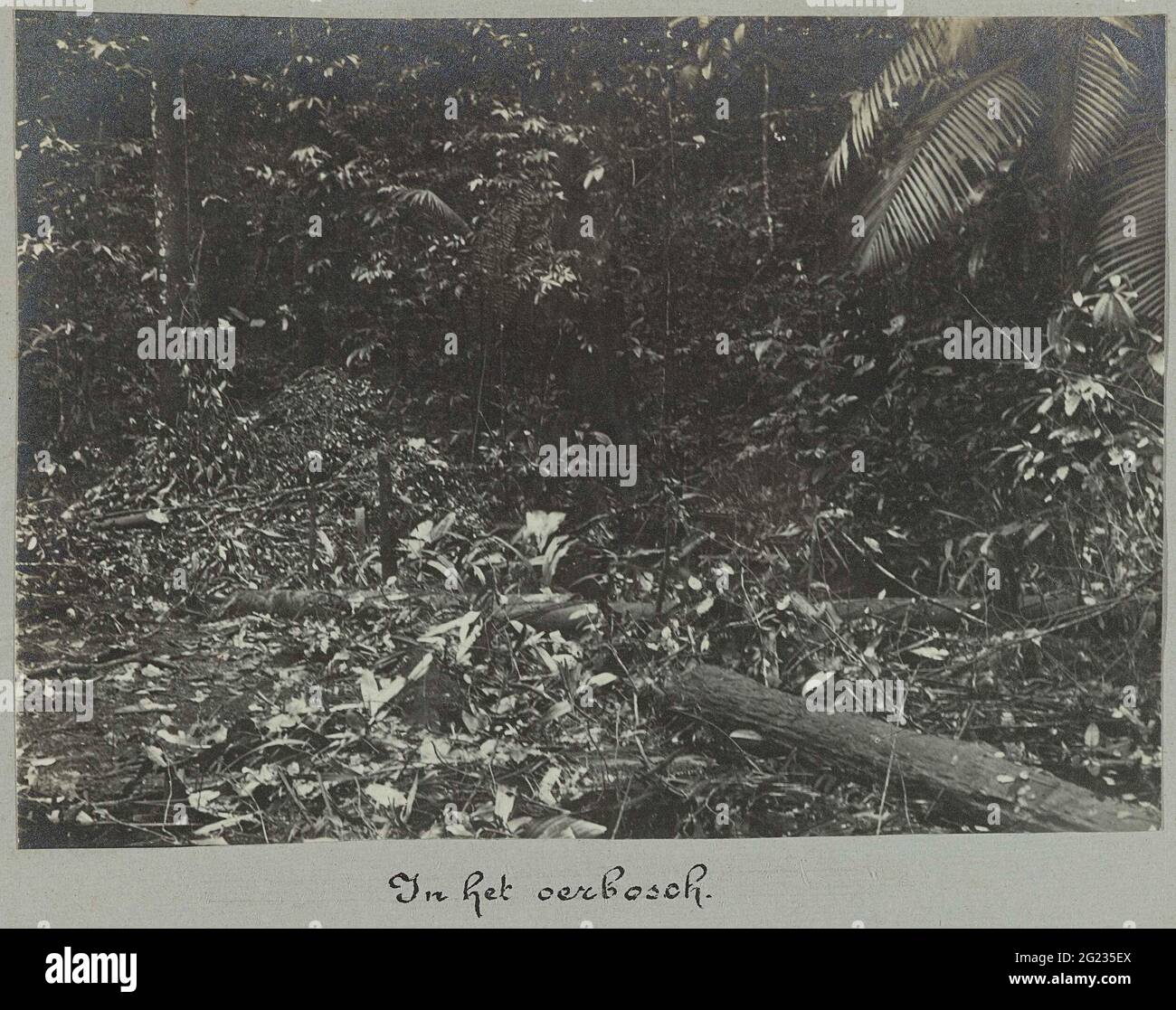 Oerbosch hi-res stock photography and images - Alamy