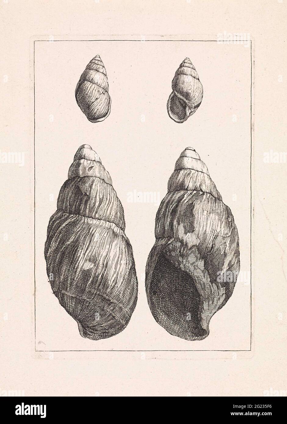 Four cones-shaped shells Stock Photo - Alamy