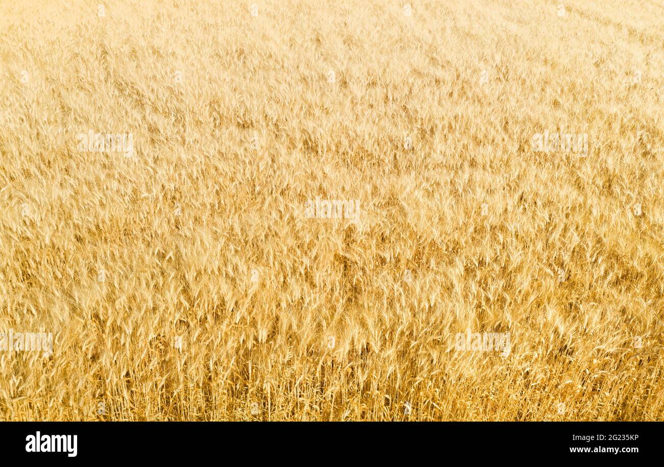 Barley beards hi-res stock photography and images - Alamy