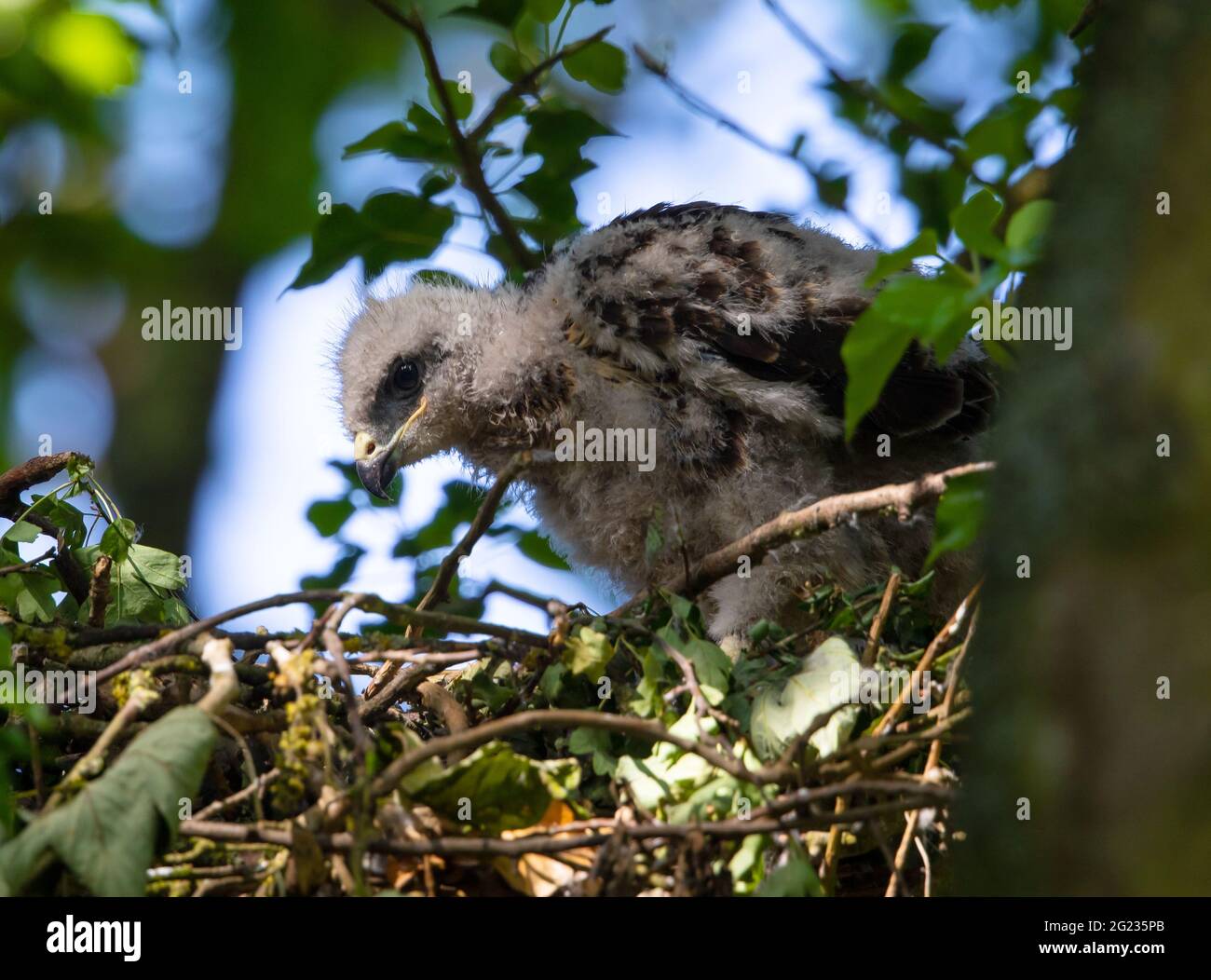 Common Buzzard chick in the nest growing well and soon be ready to ...