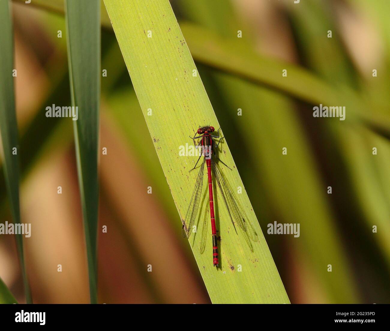 Common Red Damselfly Stock Photo - Alamy