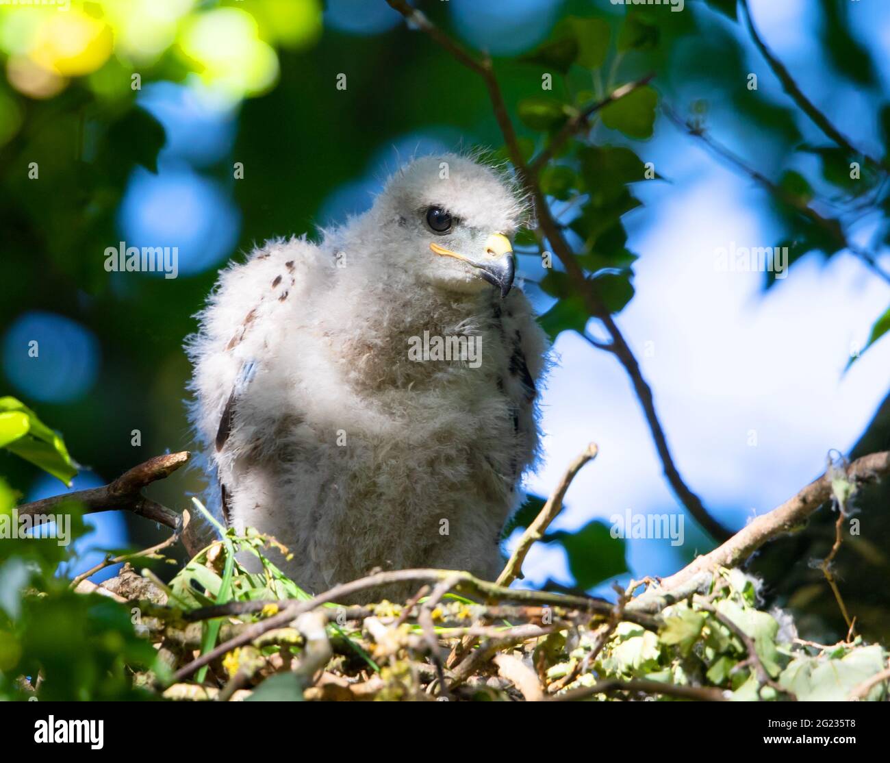 Common Buzzard chick in the nest growing well and soon be ready to ...