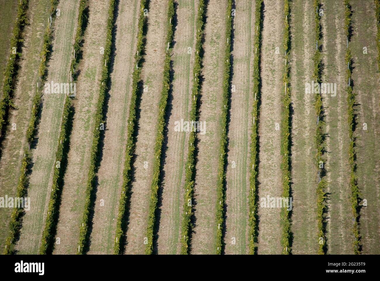 Aerial view of rows in Vienna's vineyards Stock Photo - Alamy