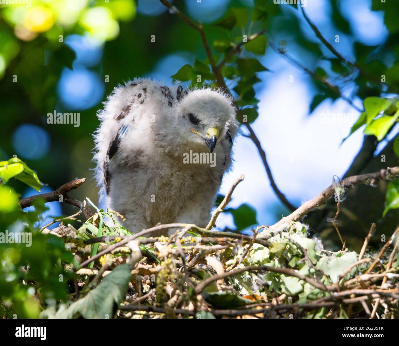 Young buzzard hi-res stock photography and images - Alamy
