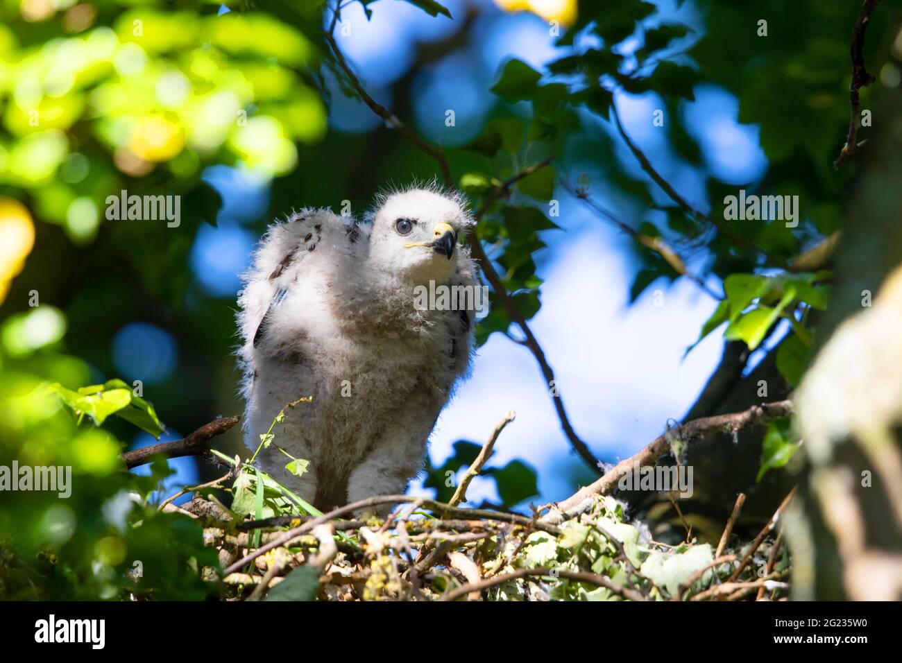 Common Buzzard chick in the nest growing well and soon be ready to ...