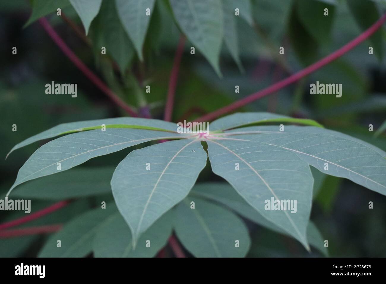Planta De Tapioca Resistente