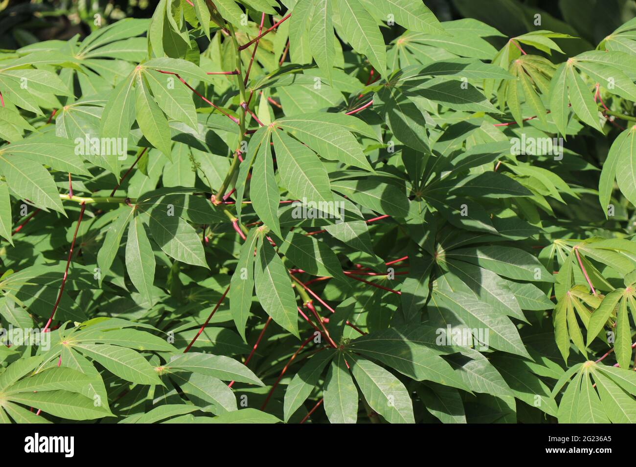 Cassava also called as tapioca plant with full of fresh green leaves on ...