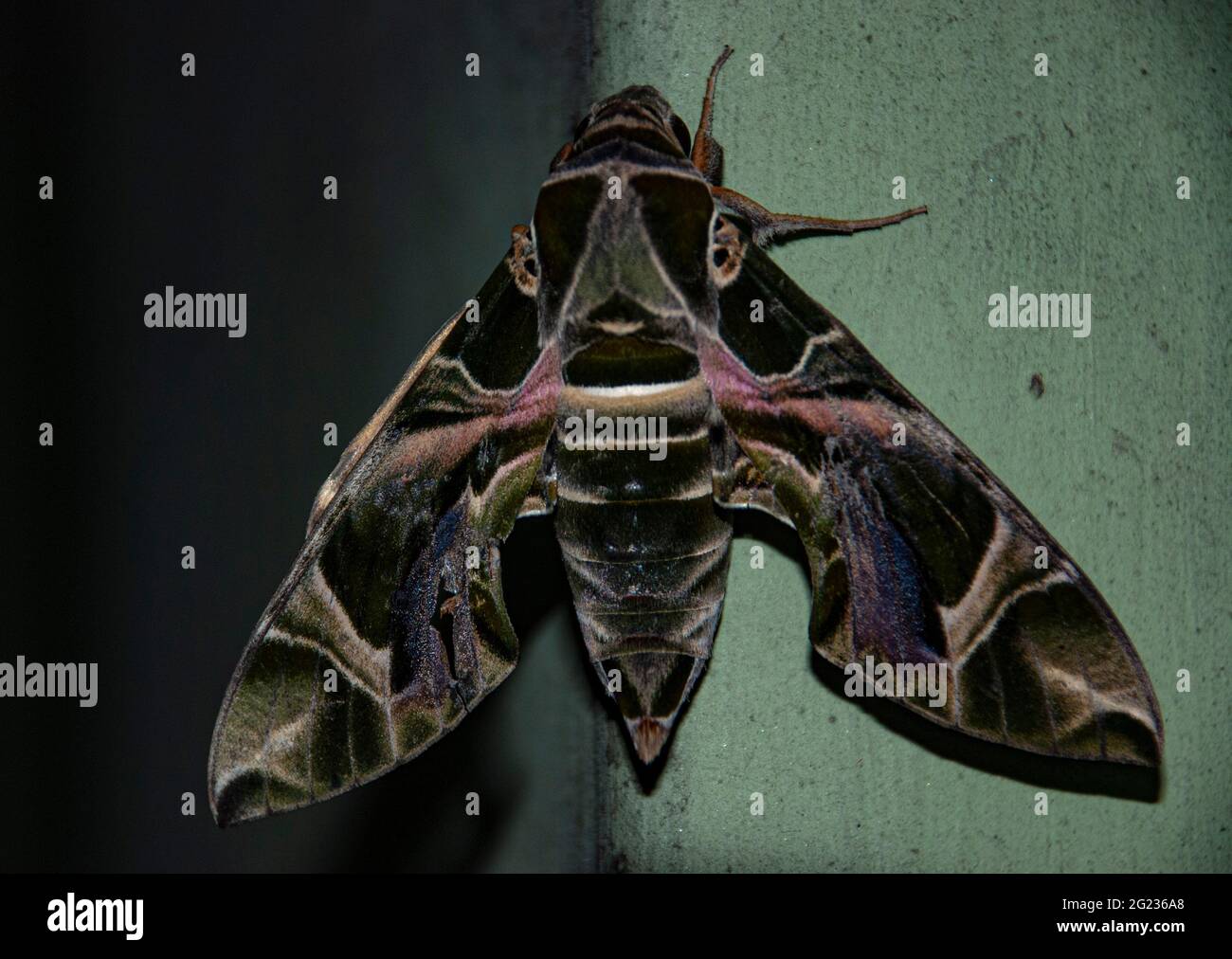 Green moth hi-res stock photography and images - Alamy