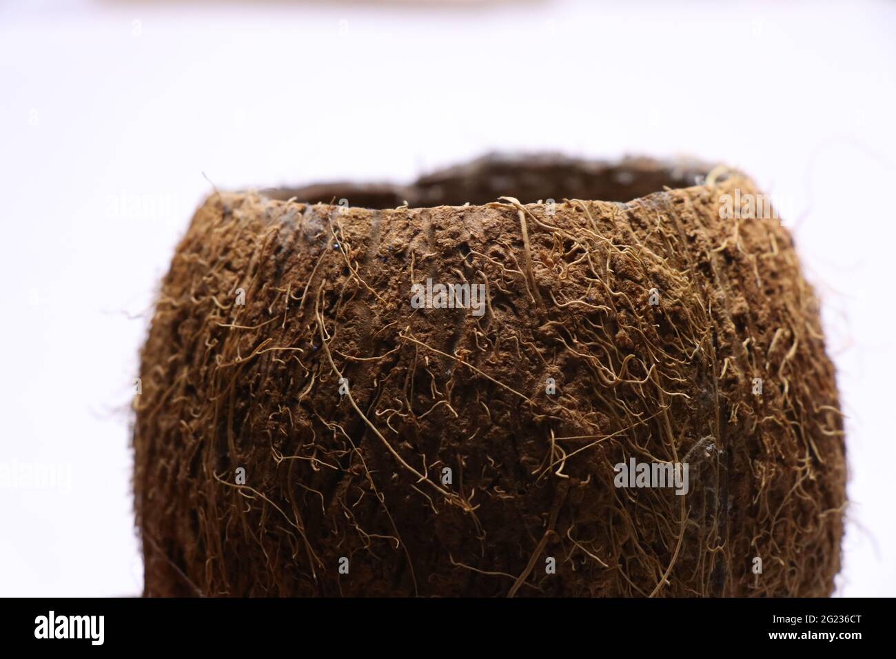 Close-up of fibers from coconut shell. Empty shell of coconut Stock ...