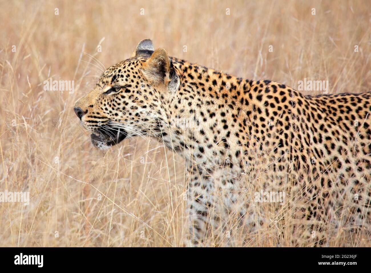 Leopard portrait - South Africa Stock Photo - Alamy