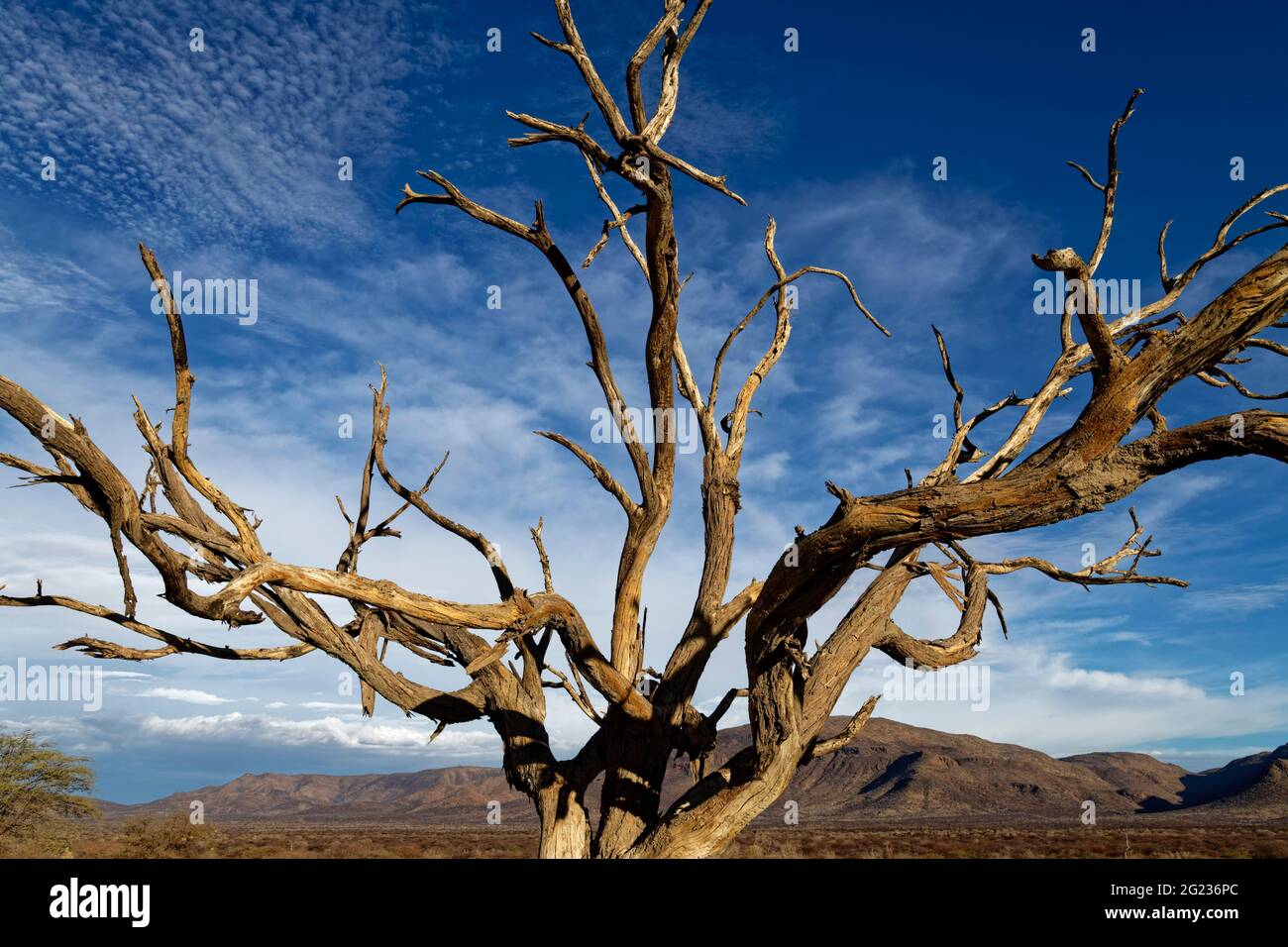 Guest farm Omandumba in the Erongo Mountains: dead camel thorn tree ...