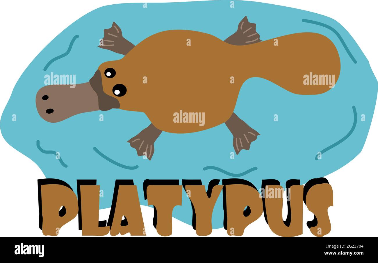 Image of a swimming platypus Stock Photo - Alamy