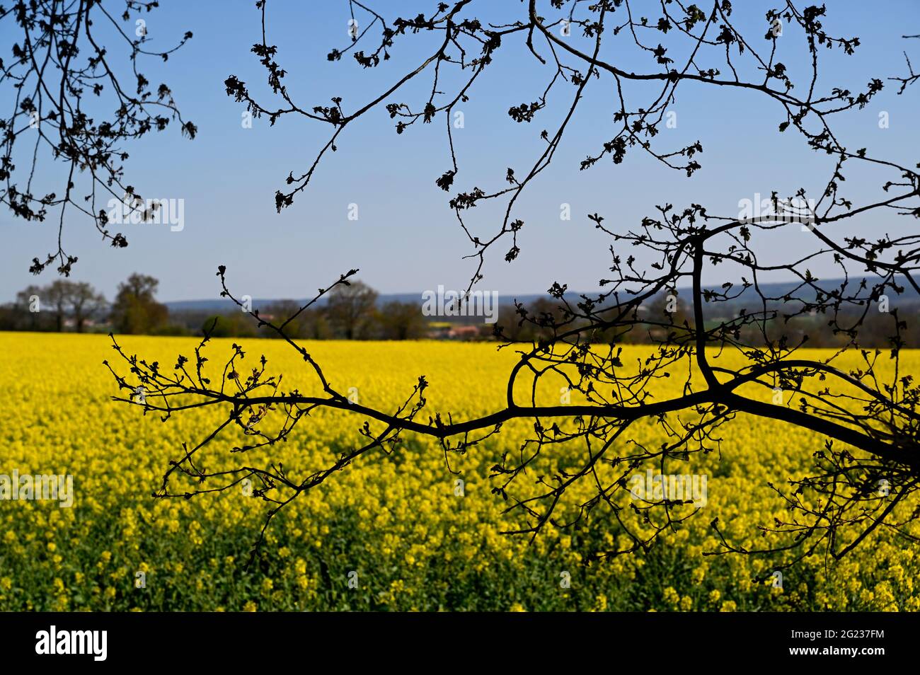 Rapeseed, canola or colza field in france Stock Photo - Alamy