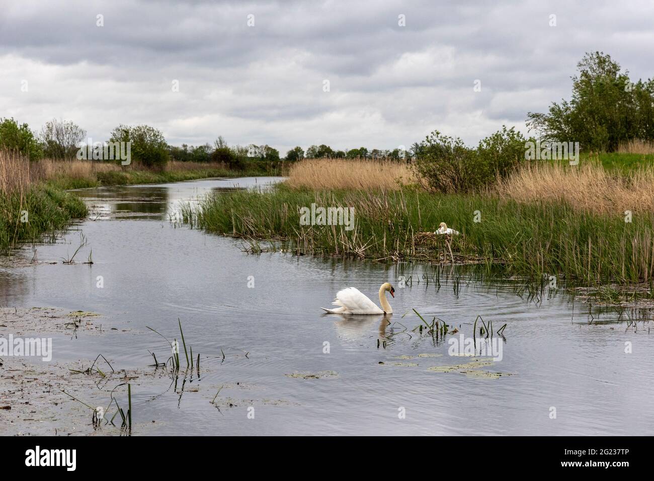 Ludham Bridge, Norfolk Broads, Swan sits on nest incubating eggs Stock ...