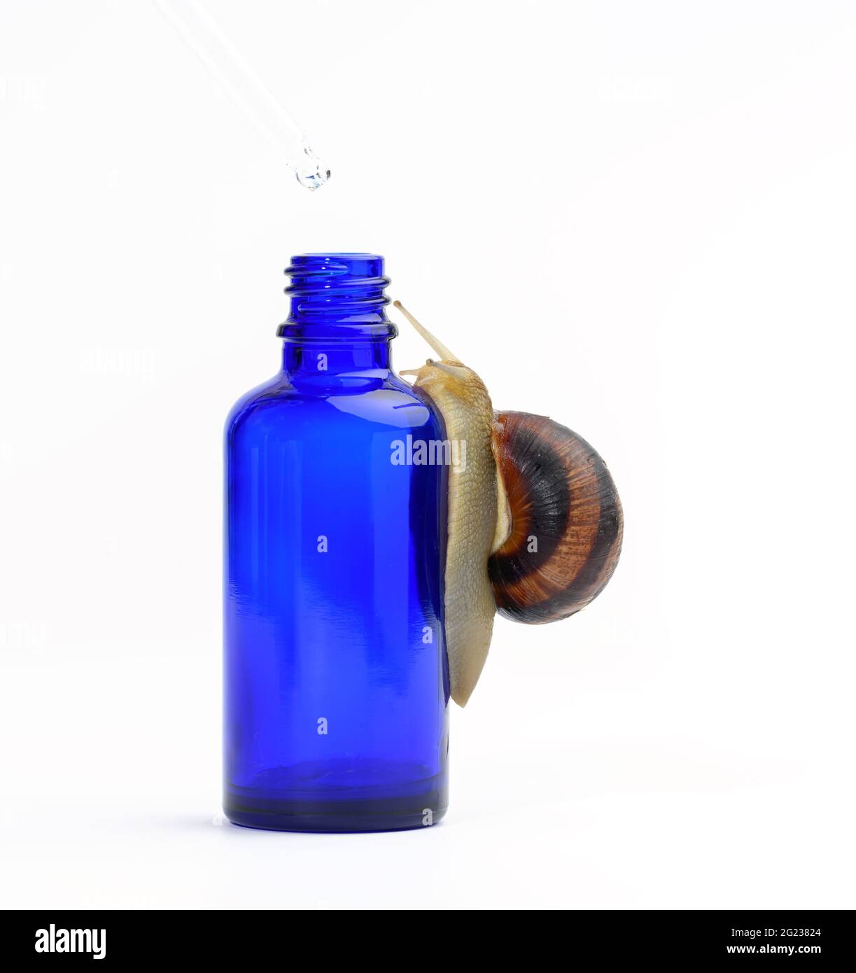 Transparent animal skin Cut Out Stock Images & Pictures - Alamy