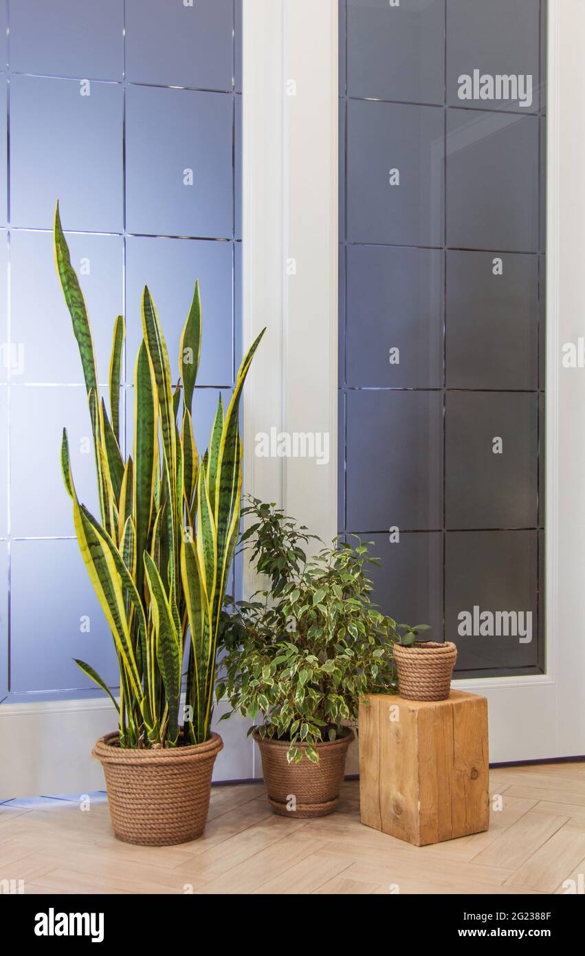 Three kinds of potted plants in jute pots in a bright room Copy space ...