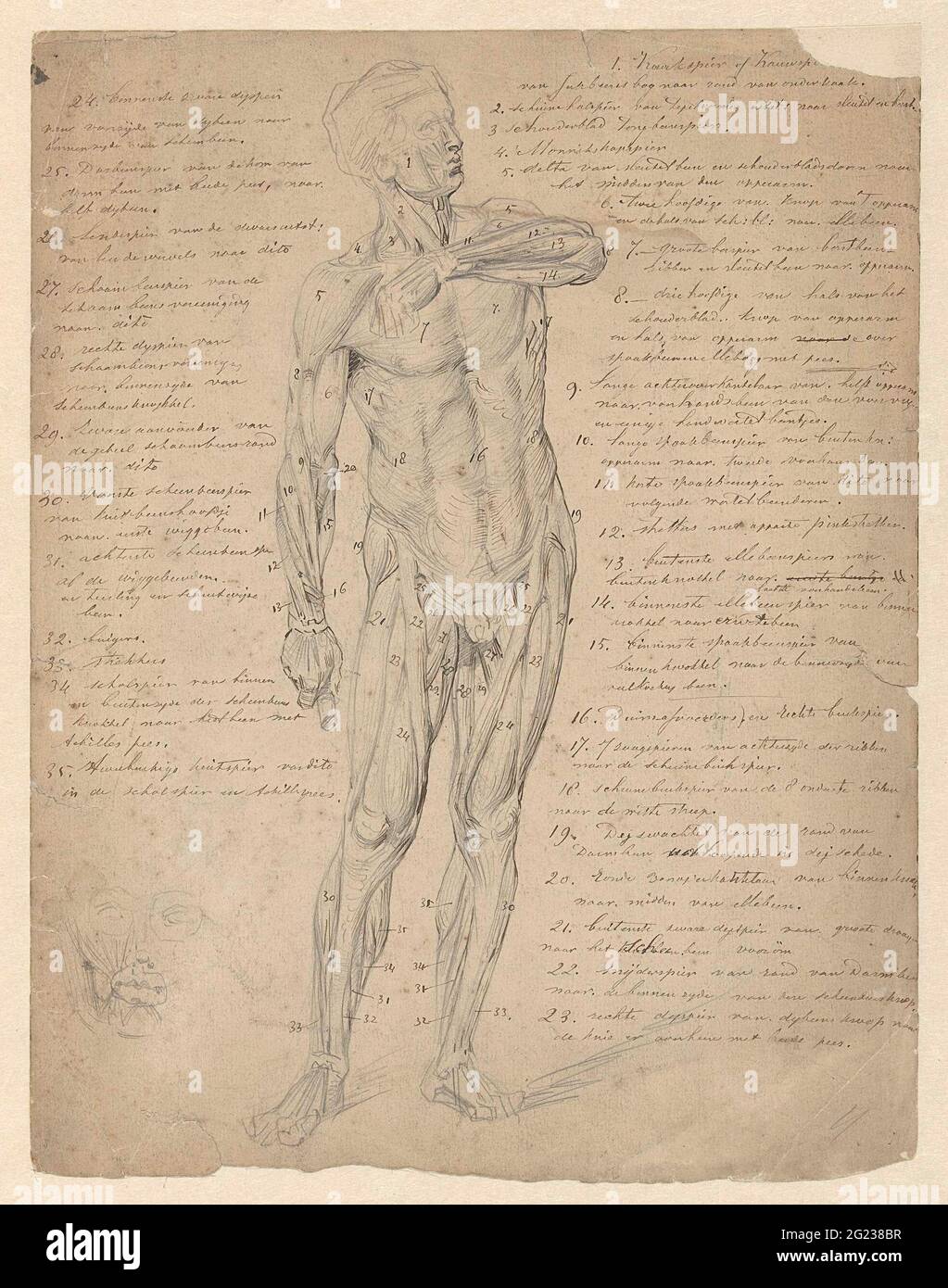 Anatomical study of standing human figure. Anatomical study of standing ...
