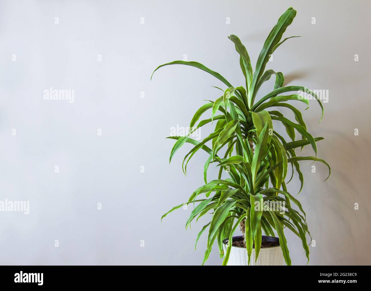 flower Yucca in a white pot on a pedestal on a grey wall scandinavian ...
