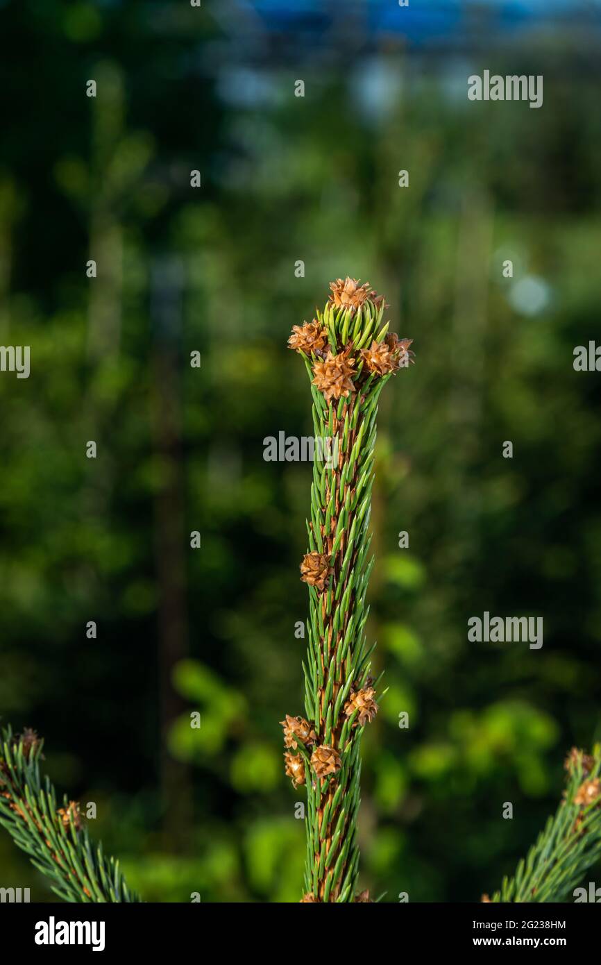 Garden plant in the spring of the spruce family Stock Photo - Alamy