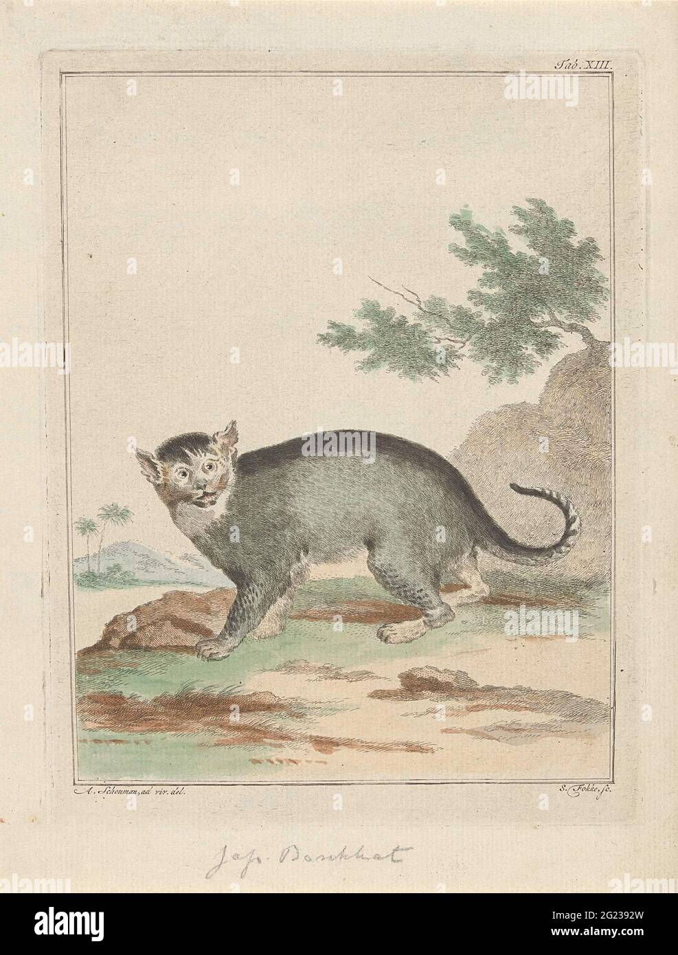 Japanese forest cat. A Japanese forest cat, seen from the side. The ...