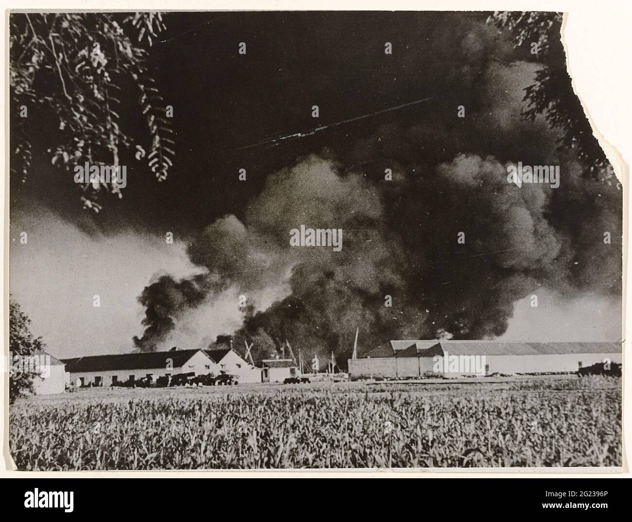 Tea plantation on fire. A tea plantation has been set on fire on Java ...