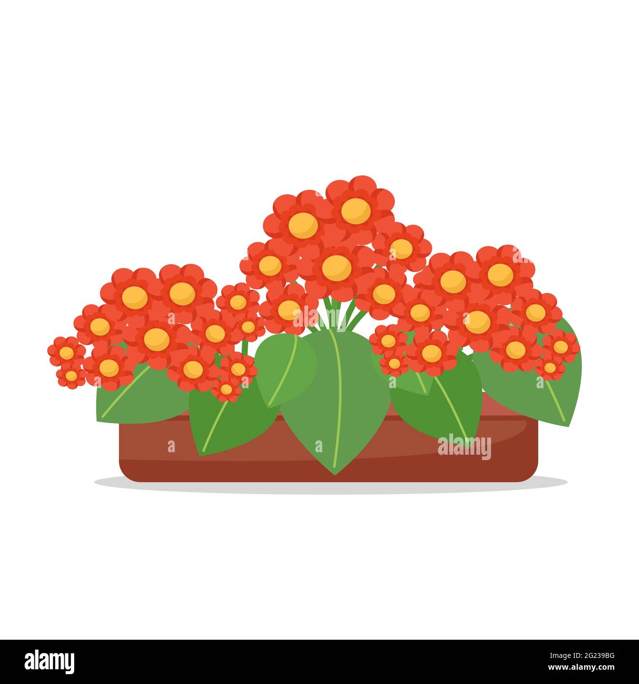 Red flowers in a pot, houseplants, cute flowers, vector illustration in ...